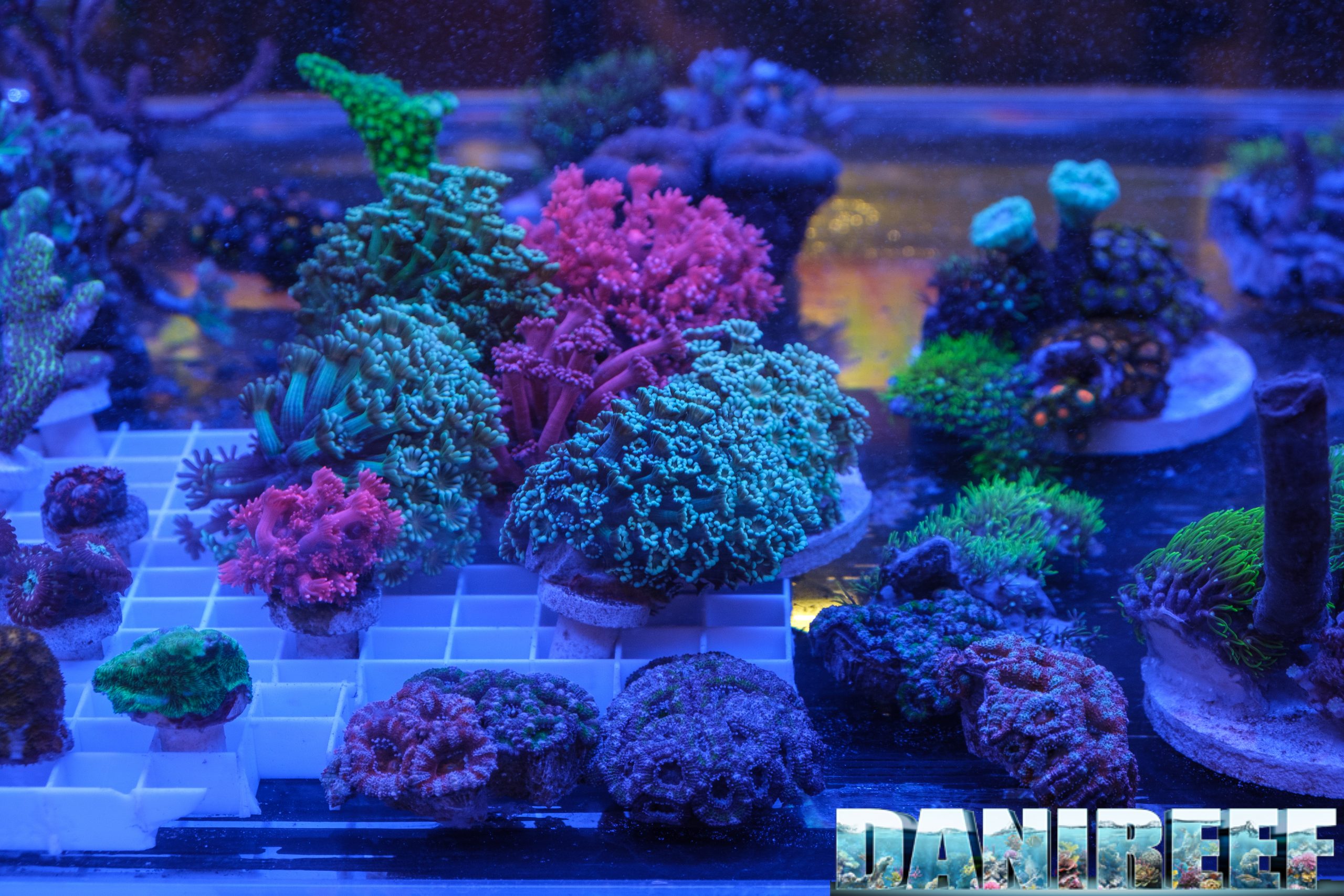 H2O Acquari ad AquaExpo: con animali degni di nota!!!