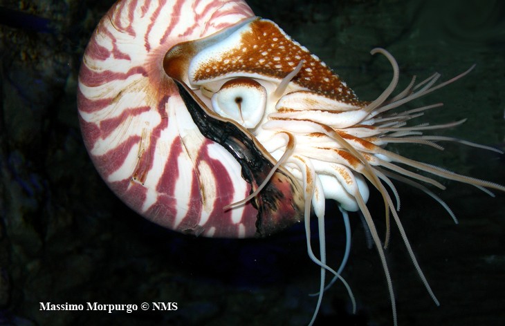 Nautilus pompilius - un bellissimo “fossile vivente” - DaniReef ...
