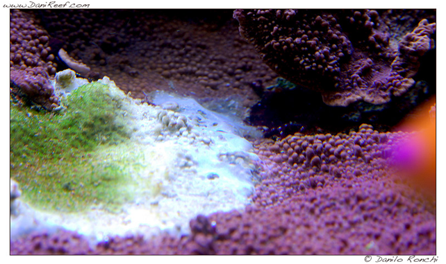 The bacteria and the method of bacterial reproduction inside marine ...