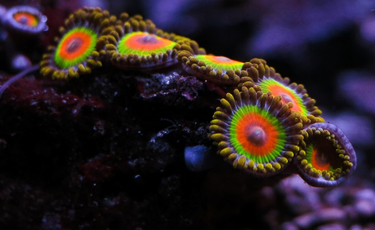 Coralli a crescita ultrarapida per popolare un acquario marino