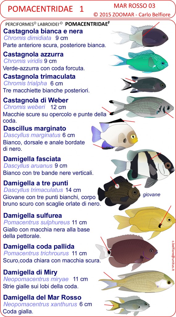 Le schede di identificazione dei pesci del mar rosso - scaricabili ...
