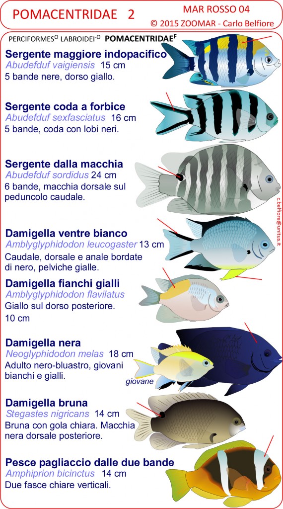 Le schede di identificazione dei pesci del mar rosso - scaricabili ...