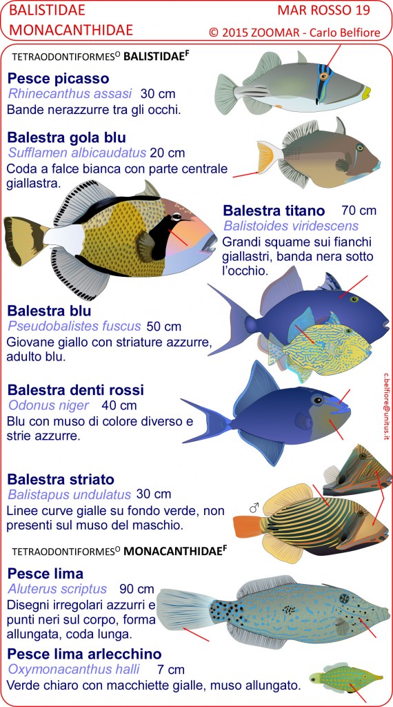Le schede di identificazione dei pesci del mar rosso - scaricabili ...