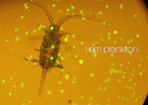 Plankton - zooplankton and phytoplankton - getting to know them