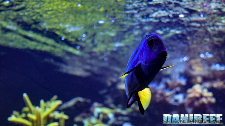 Paracanthurus hepatus: come, perché e soprattutto dove allevarlo