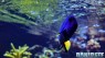 Paracanthurus hepatus: come, perché e soprattutto dove allevarlo