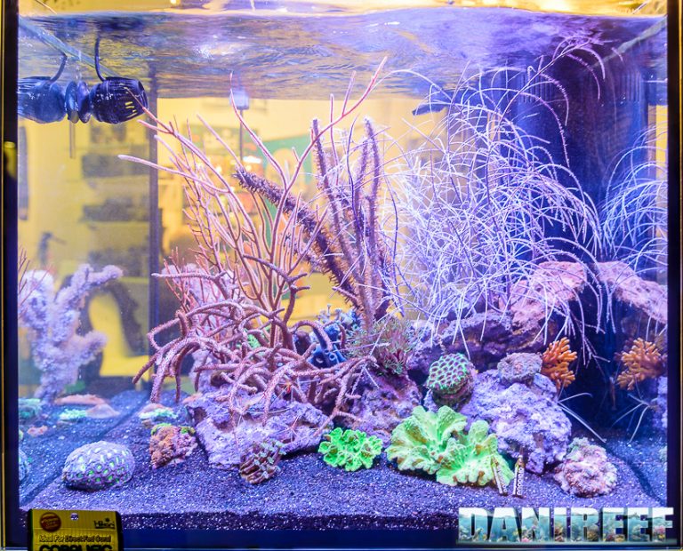 Gorgonie, la guida per sceglierle con criterio e su come allevarle