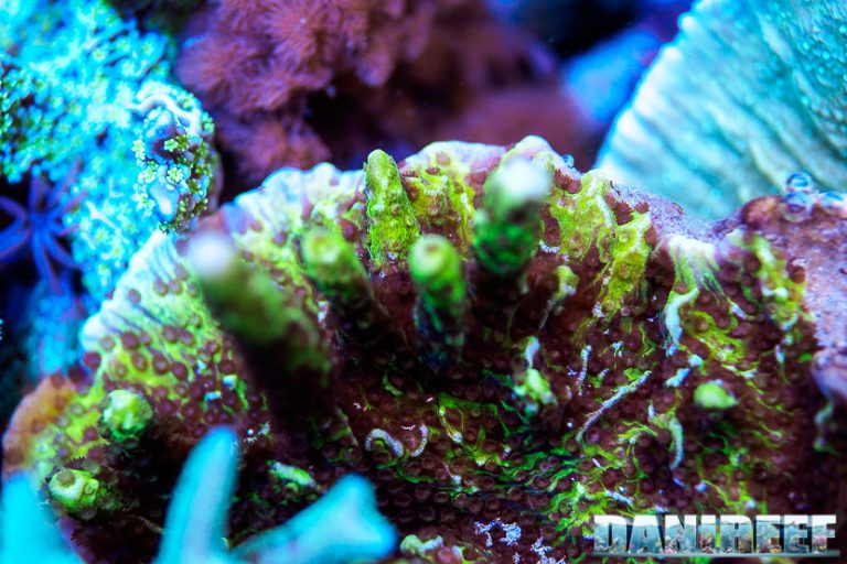 Montipora, il corallo duro SPS che potete allevare in qualsiasi acquario