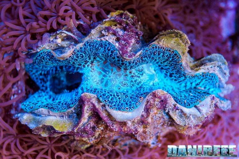 Tridacne negli acquari marini di barriera: il nuovo libro di James ...