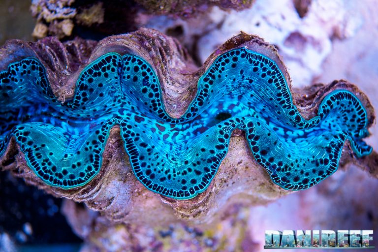 Da oggi De Jong MarineLife importerà Tridacne dal Mar Rosso