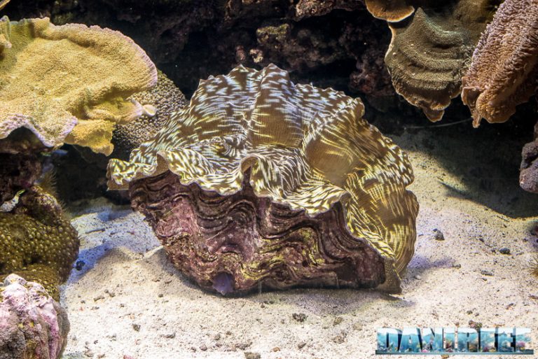 Oceanografic Valencia - Reportage of the biggest Aquarium in Europe