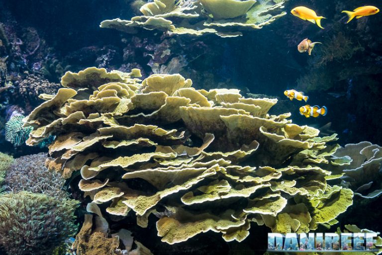 Oceanografic Valencia - Reportage of the biggest Aquarium in Europe
