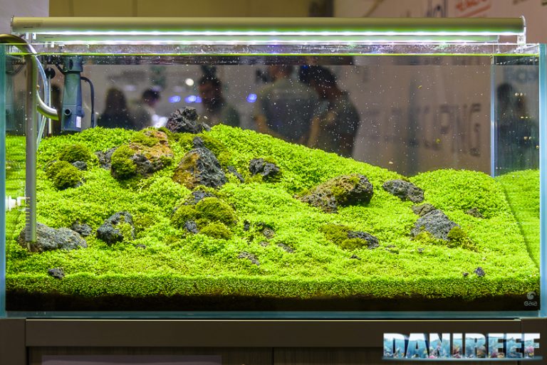 L'acquario Iwagumi - vediamo assieme tutte le sue caratteristiche