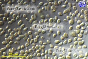 Phytoplankton - algae species, cultures and results