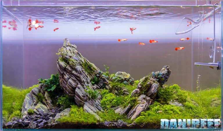 L'acquario Iwagumi - vediamo assieme tutte le sue caratteristiche