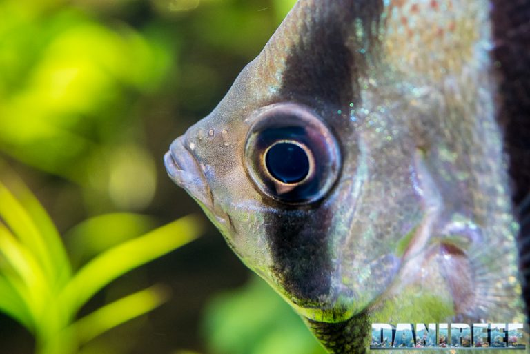 Lo Pterophyllum Scalare l'indomito guardiano - articolo di approfondimento