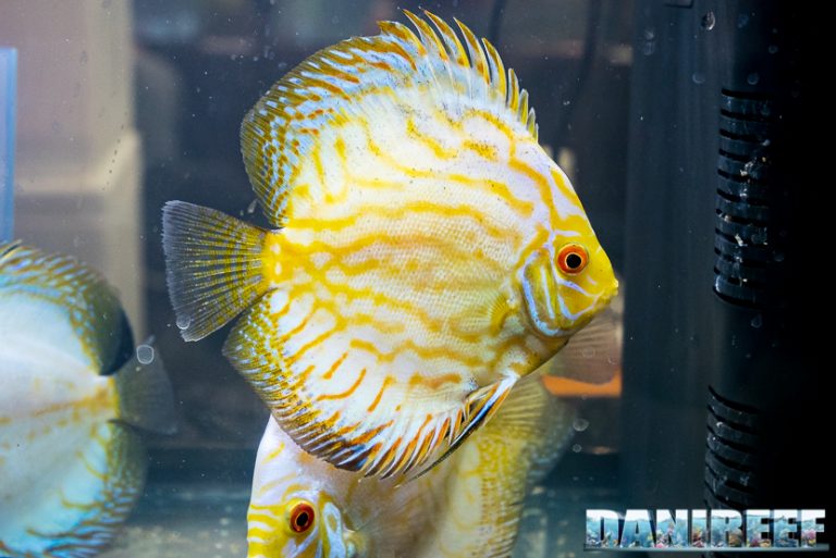 Discus di ogni tipo e colore al Discus Show del Pets Expo e Show