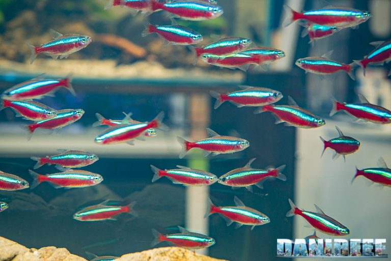 Paracheirodon axelrodi il pesce cardinale - riscopriamolo assieme