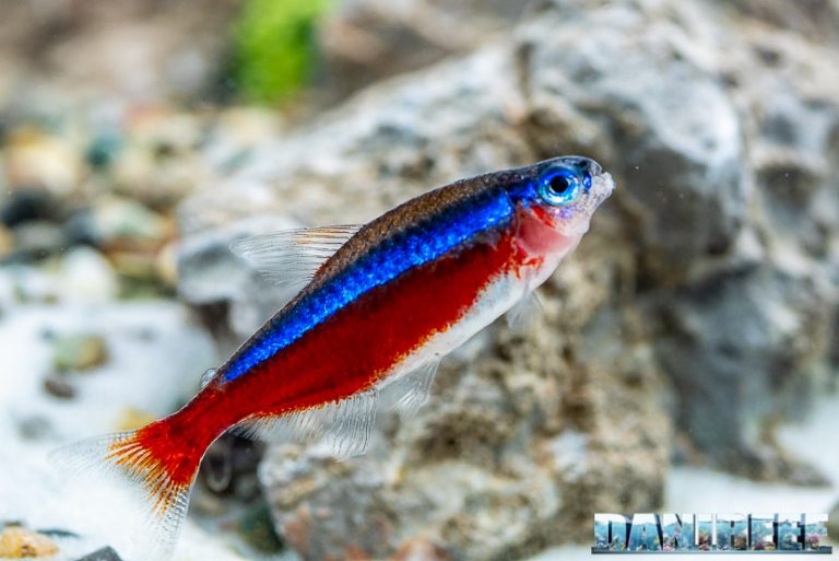 Paracheirodon axelrodi il pesce cardinale - riscopriamolo assieme