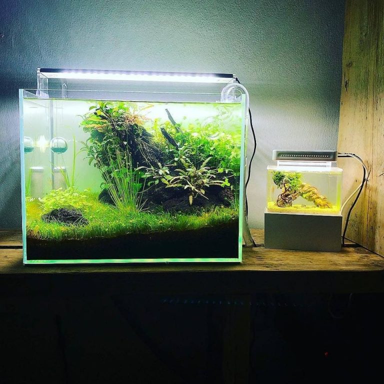 Mini complete tank: il più piccolo acquario del mondo