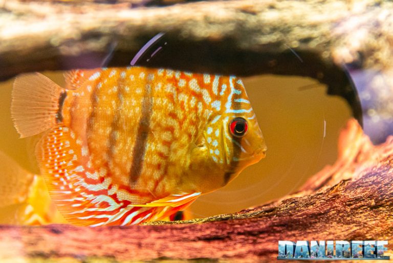 Petsfestival 2019: Discus Show by Heiko Bleher - tutte le foto