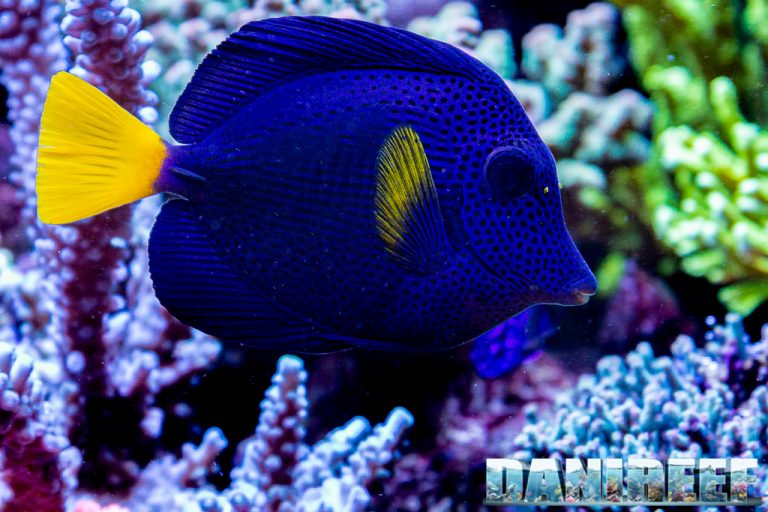Dagli Zebrasoma flavescens e xanthurum nasce l'ibrido yurple tang