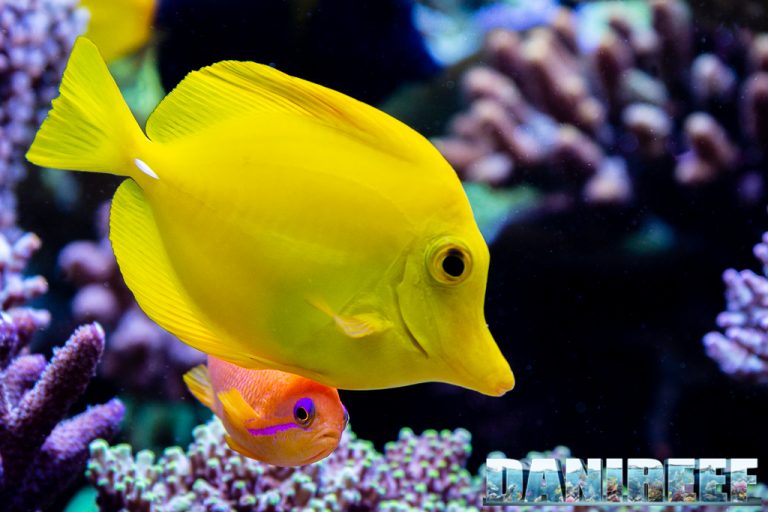 Dagli Zebrasoma flavescens e xanthurum nasce l'ibrido yurple tang