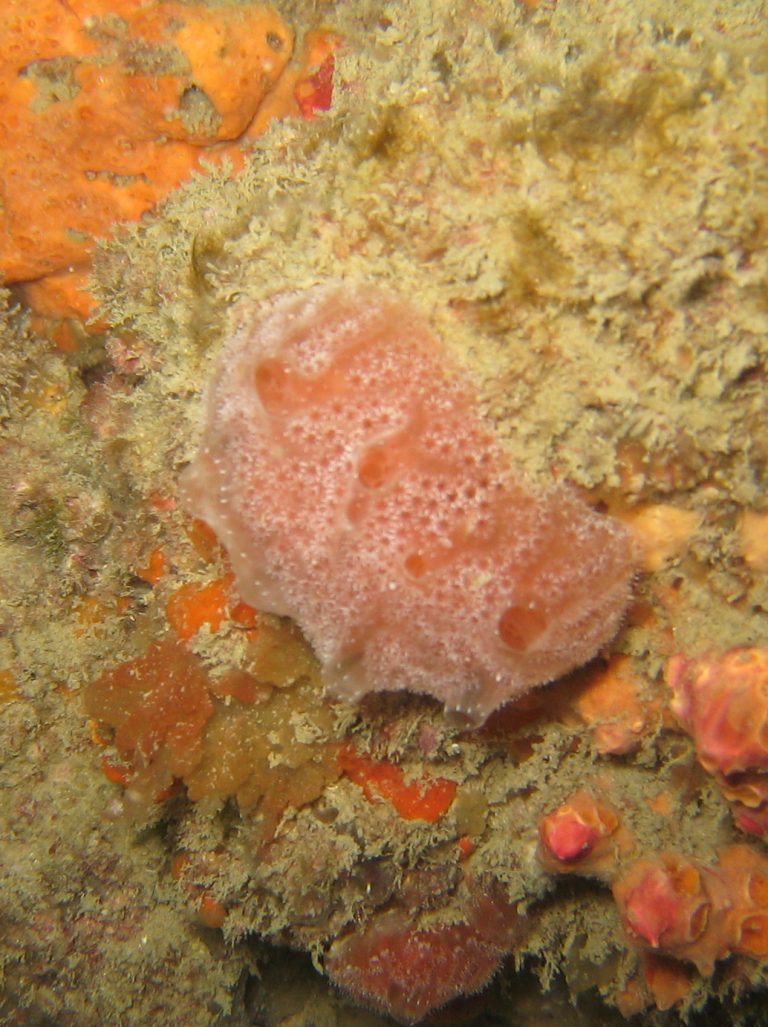 E se la soluzione al COVID venisse da una ascidia?