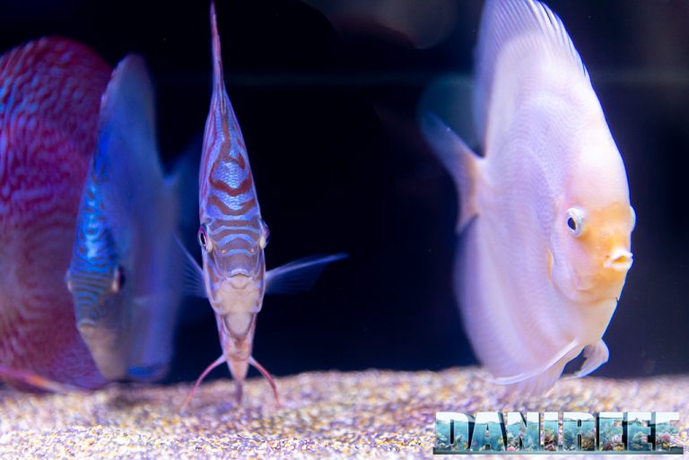 Acquario biotopi, pesci di ogni tipo al PetsFestival 2021 con foto e video