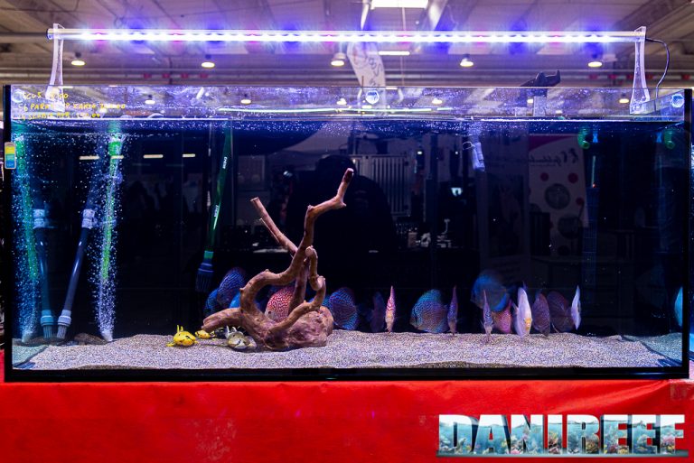 Acquario biotopi, pesci di ogni tipo al PetsFestival 2021 con foto e video