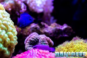 The spectacular drop-off aquarium of Federico Lavezzi