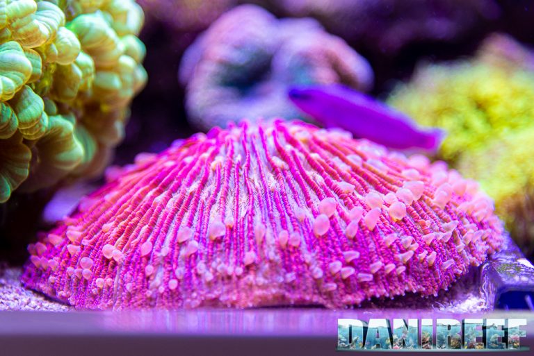 The spectacular drop-off aquarium of Federico Lavezzi