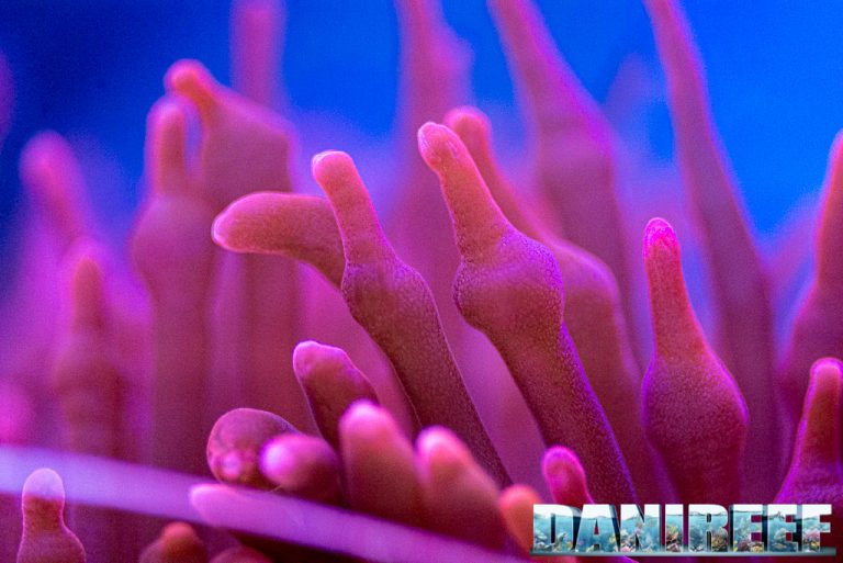 The spectacular drop-off aquarium of Federico Lavezzi