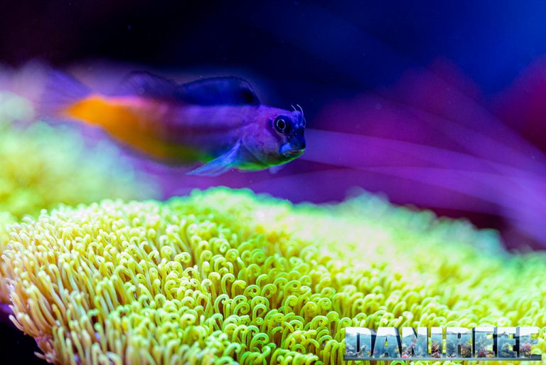 The spectacular drop-off aquarium of Federico Lavezzi