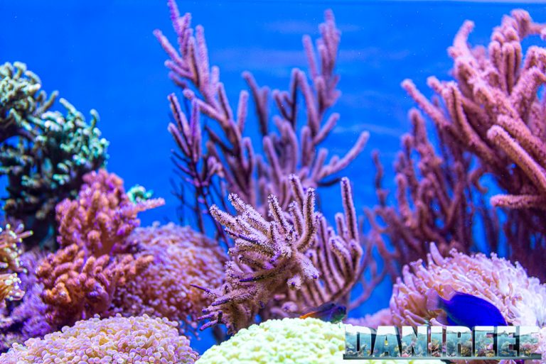 The spectacular drop-off aquarium of Federico Lavezzi - DaniReef ...