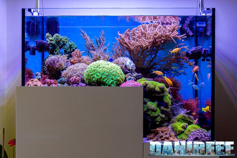 The spectacular drop-off aquarium of Federico Lavezzi - DaniReef ...