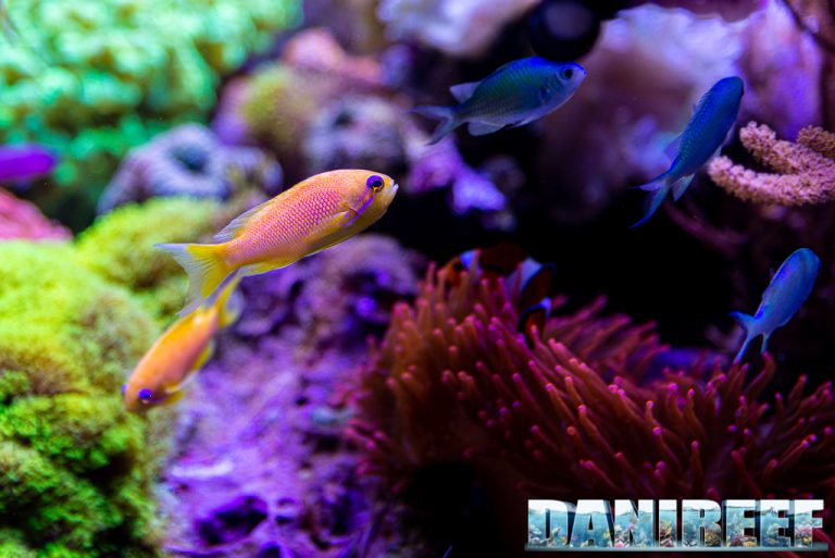 The spectacular drop-off aquarium of Federico Lavezzi