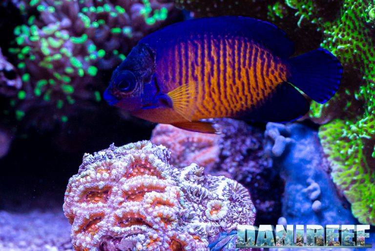 SPS coloratissimi con tante Acropore nell'acquario di Luca Perini