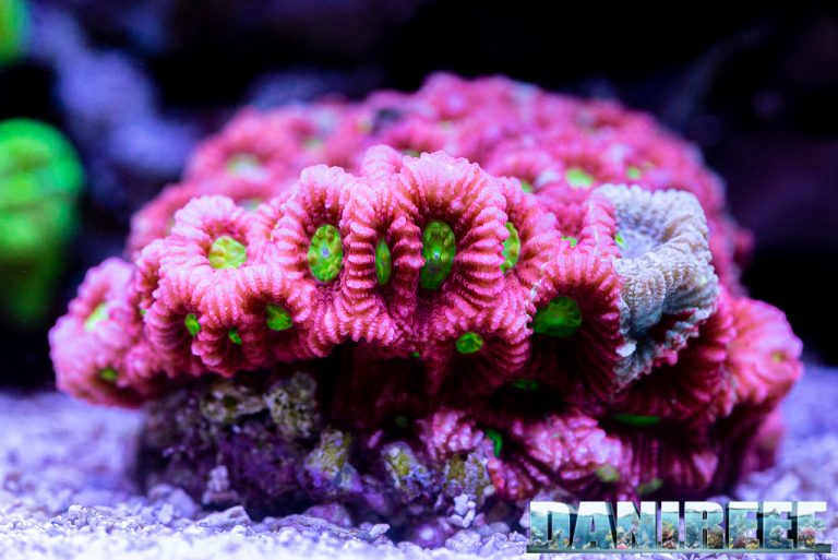 SPS coloratissimi con tante Acropore nell'acquario di Luca Perini