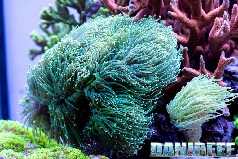 SPS coloratissimi con tante Acropore nell'acquario di Luca Perini