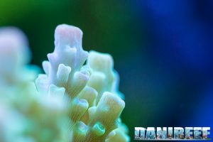 SPS coloratissimi con tante Acropore nell'acquario di Luca Perini