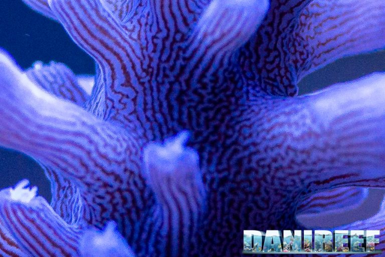 SPS coloratissimi con tante Acropore nell'acquario di Luca Perini