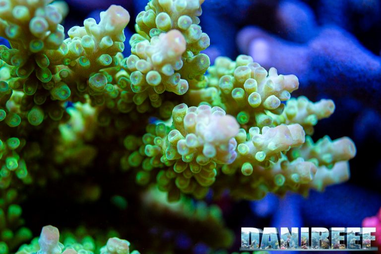 SPS coloratissimi con tante Acropore nell'acquario di Luca Perini