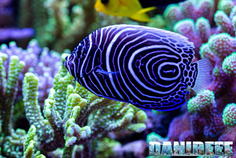 SPS coloratissimi con tante Acropore nell'acquario di Luca Perini