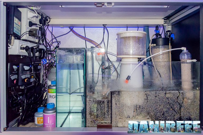 SPS coloratissimi con tante Acropore nell'acquario di Luca Perini