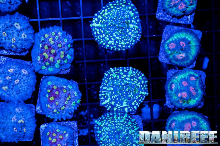 I coralli da acquacultura di Recifathome al Petsfestival sono stati un ...