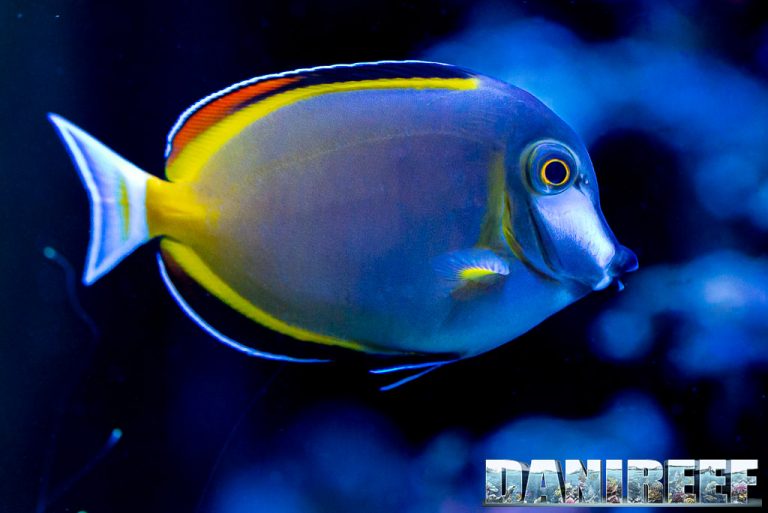 Lo spettacolare acquario marino da 1.500 litri di Alexander Silvioni