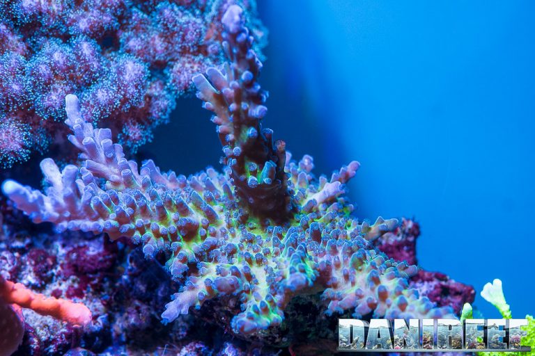 Euphyllie in mostra nel magnifico acquario di Andrea Minnella