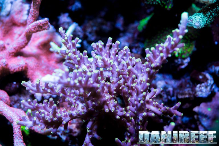 Euphyllie in mostra nel magnifico acquario di Andrea Minnella