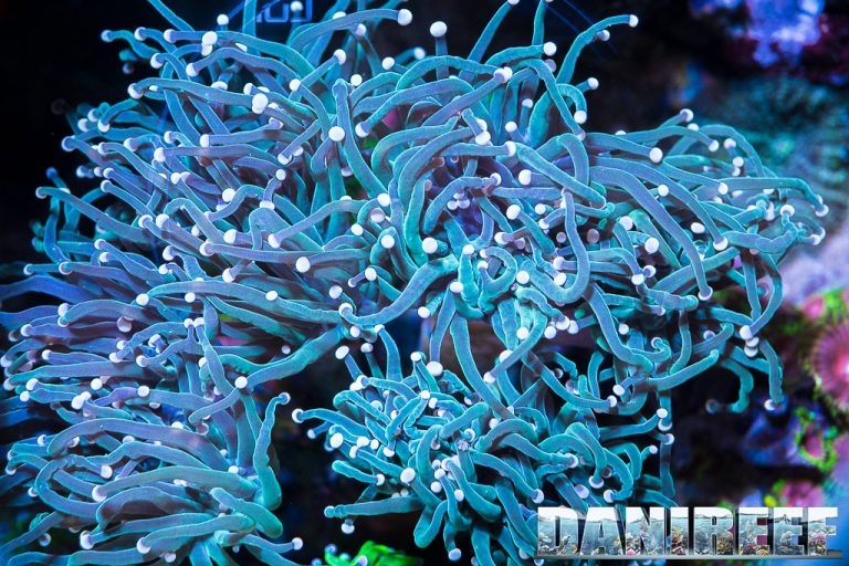 Euphyllie in mostra nel magnifico acquario di Andrea Minnella